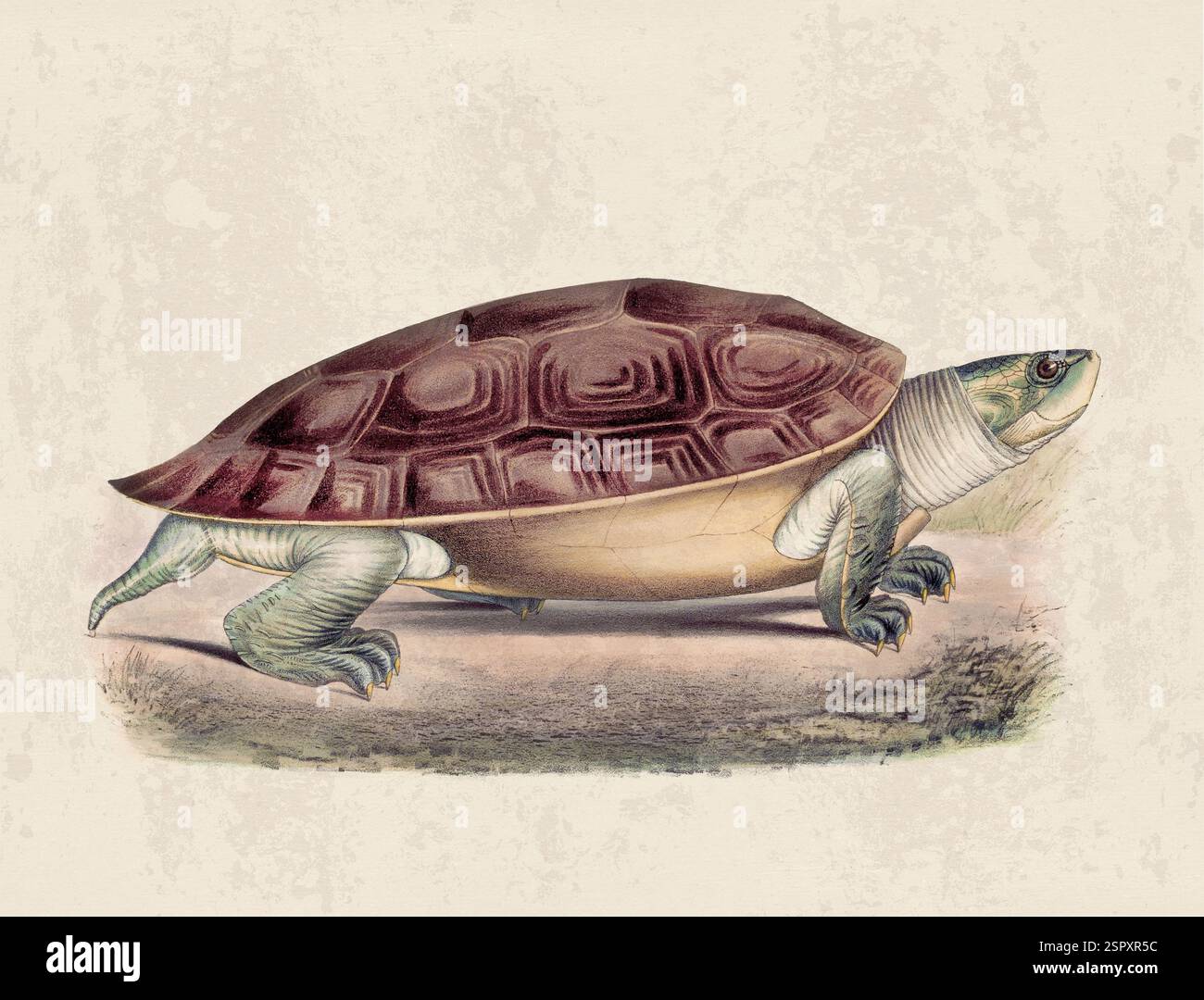 Turtle Illustration. Vintage-style art of a land tortoise on a grunge ...