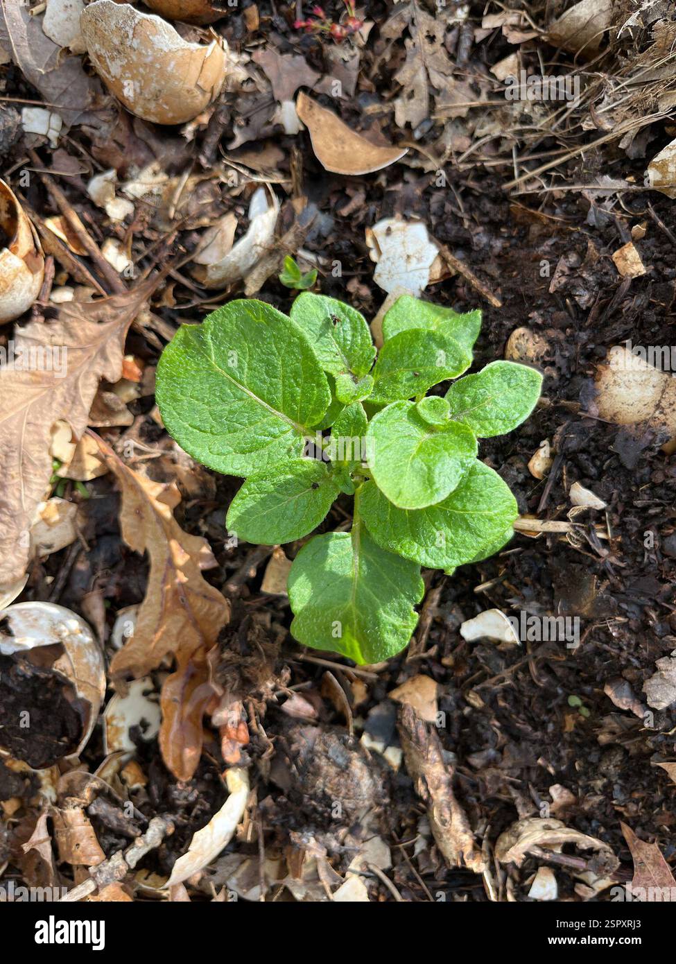 potato (Solanum tuberosum), Plantae, Penny Royal Ln, Reston, VA, US ...