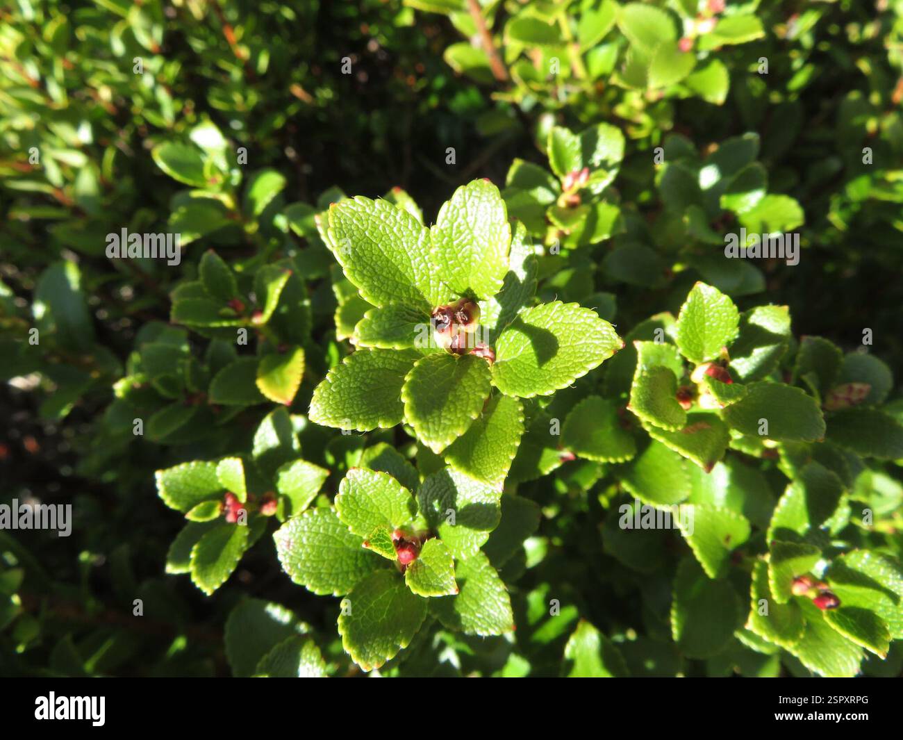 Scarlet snowberry (Gaultheria crassa), Plantae, Fern Burn Hut Stock ...
