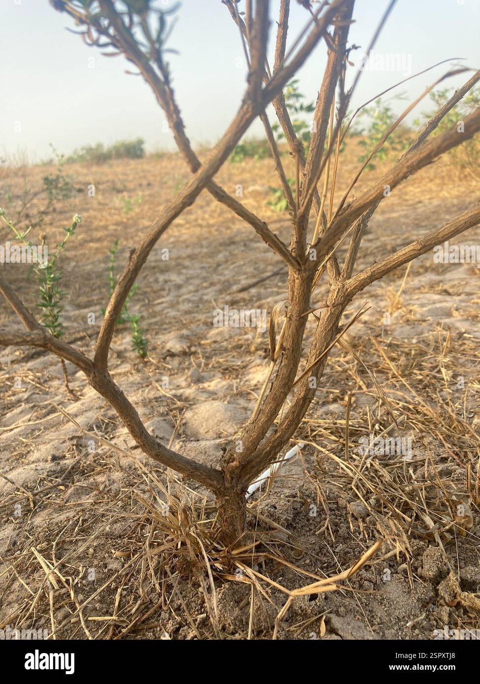 shrubby false buttonweed (Spermacoce verticillata), Plantae, Thiès, SN ...