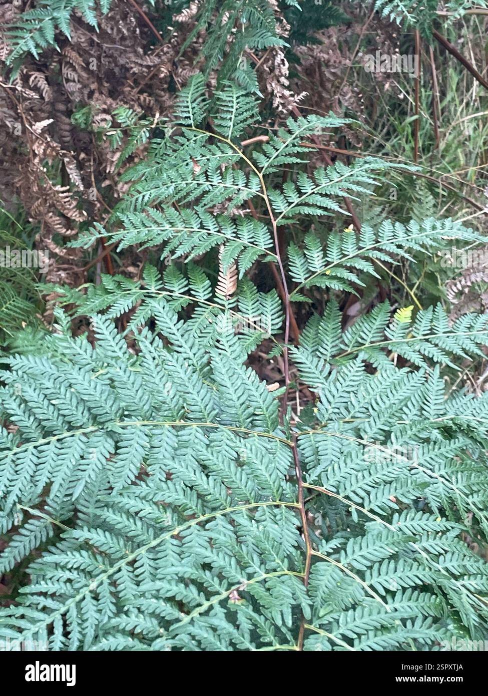Austral Bracken (Pteridium esculentum), Plantae, Melbourne VIC ...
