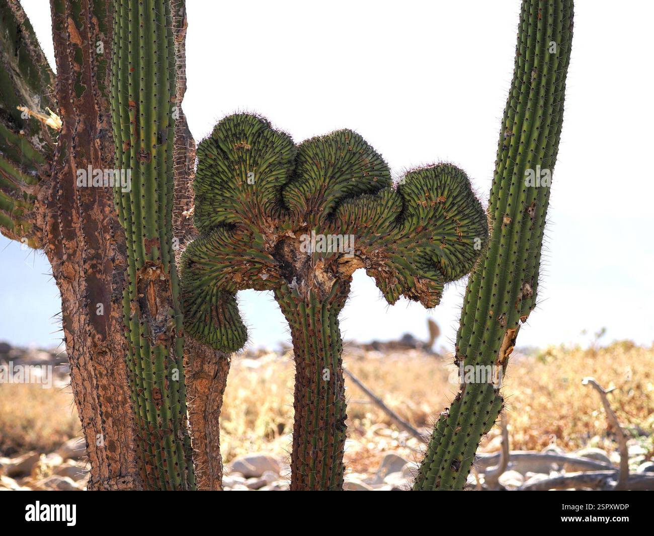 Mexican Giant Cactus (Pachycereus pringlei), Plantae, La Paz, BCS ...