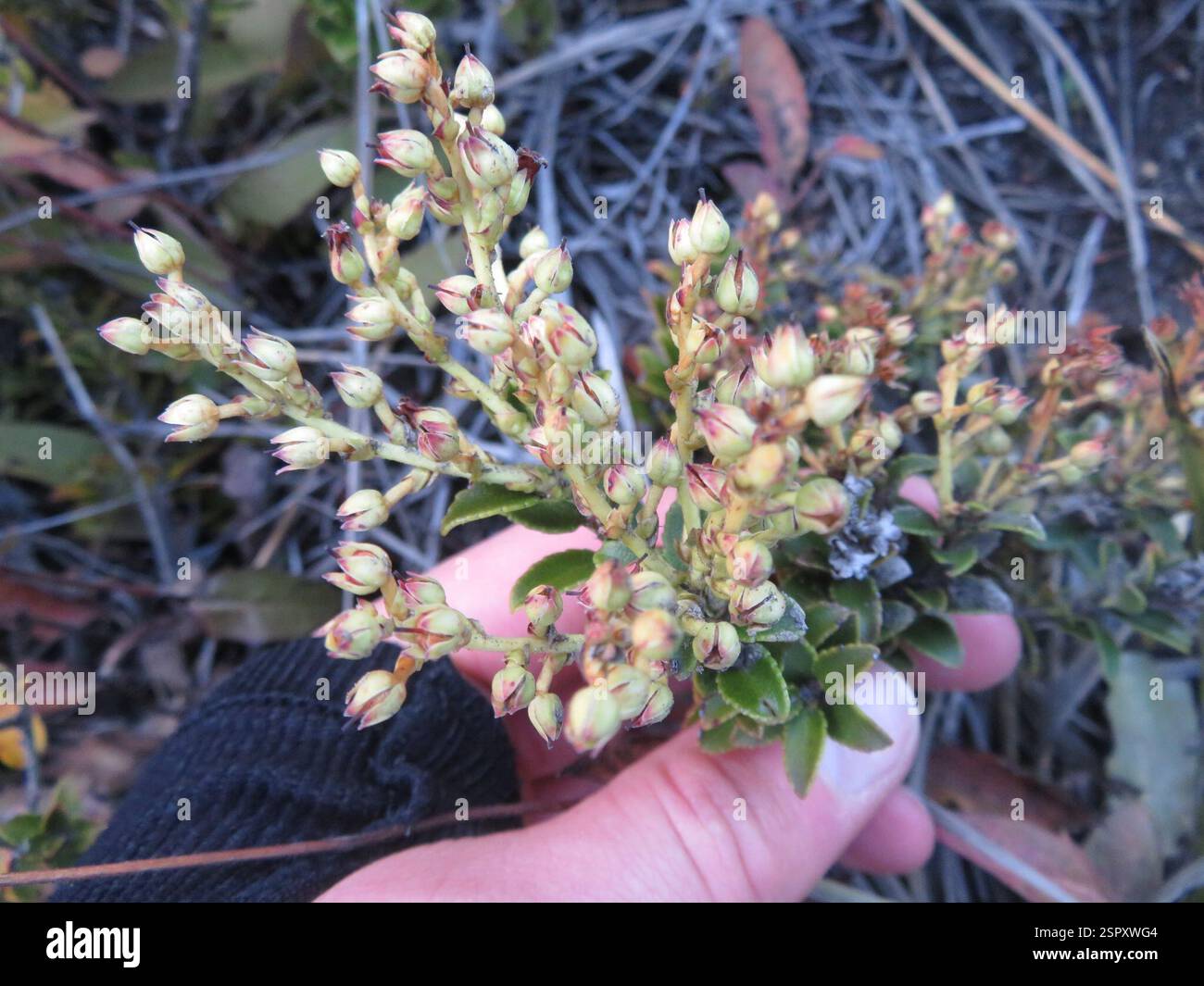 Scarlet snowberry (Gaultheria crassa), Plantae, Fern Burn Hut Stock ...