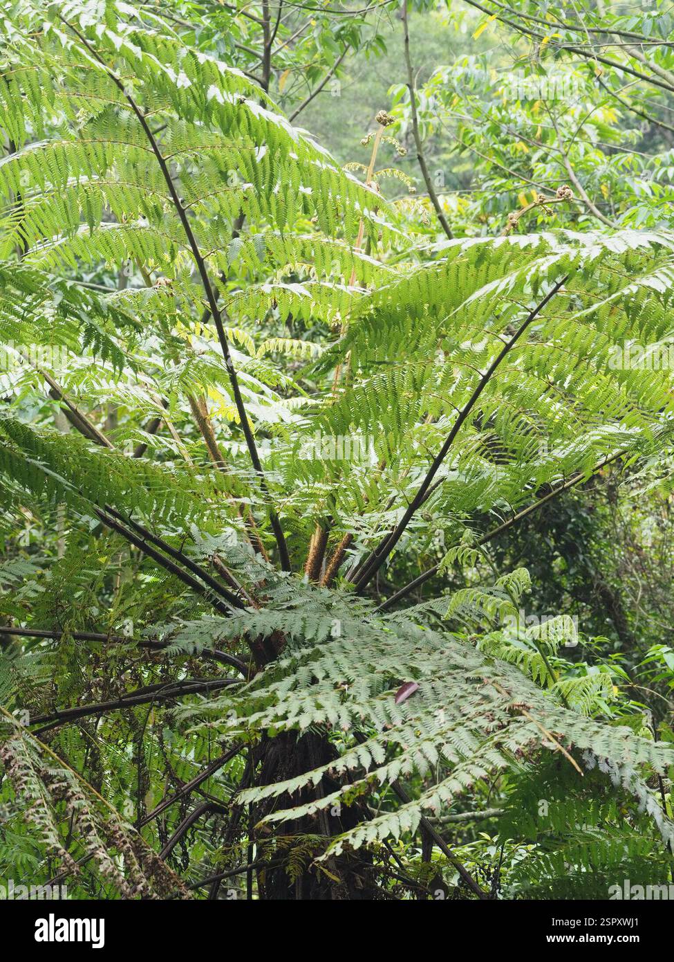 Spiny Tree Fern (Alsophila spinulosa), Plantae, 台灣台北 Stock Photo - Alamy