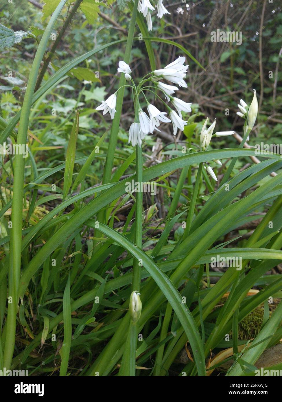 Three-cornered garlic (Allium triquetrum), Plantae, Lincoln Park, San ...