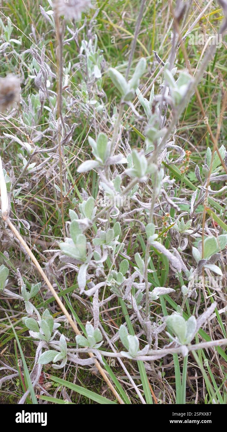 Common Everlasting (Chrysocephalum apiculatum), Plantae, Sunbury VIC ...