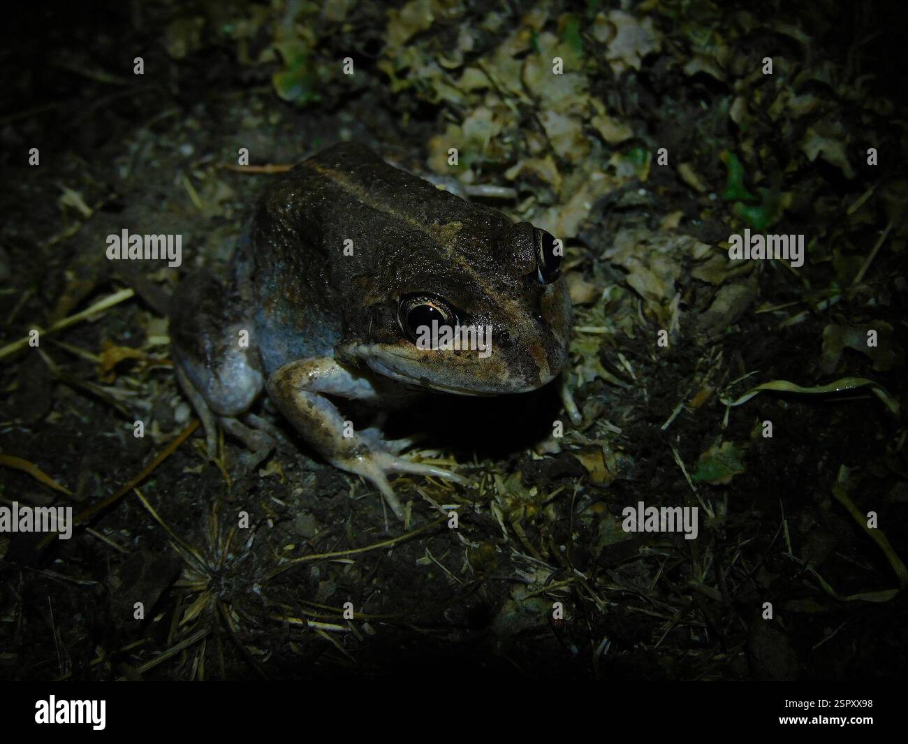 Eastern Banjo Frog (Limnodynastes dumerilii), Amphibia, Beauty Point ...