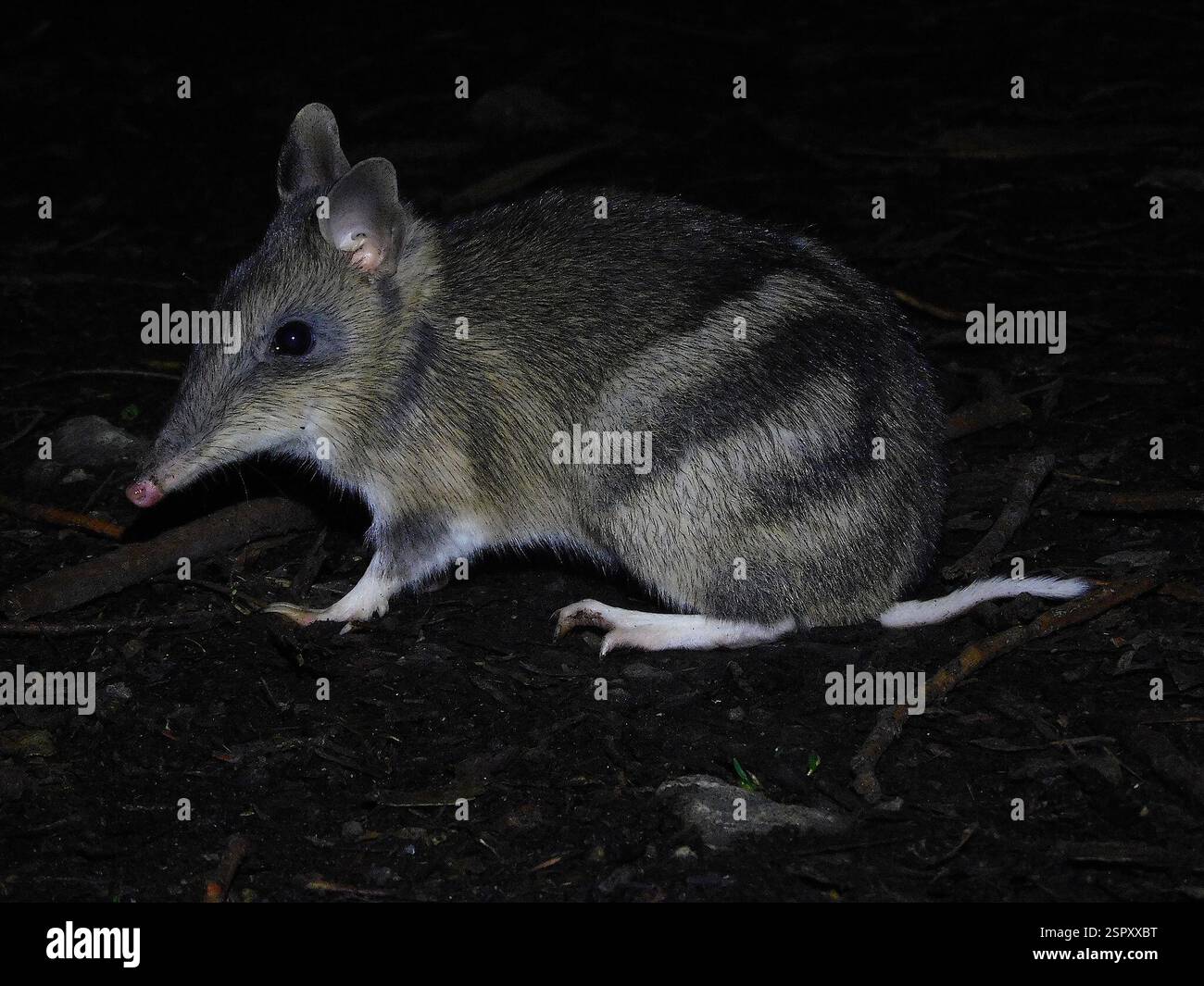 Eastern Barred Bandicoot (Perameles gunnii), Mammalia, Truganini Track ...