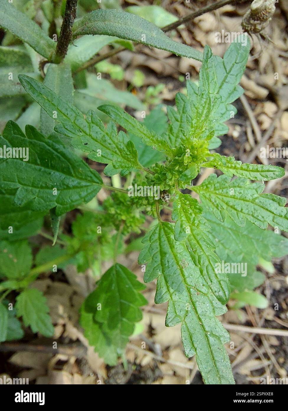 Dwarf Nettle (Urtica urens), Plantae, La Pitaya, 91612 Xalapa-Enríquez ...