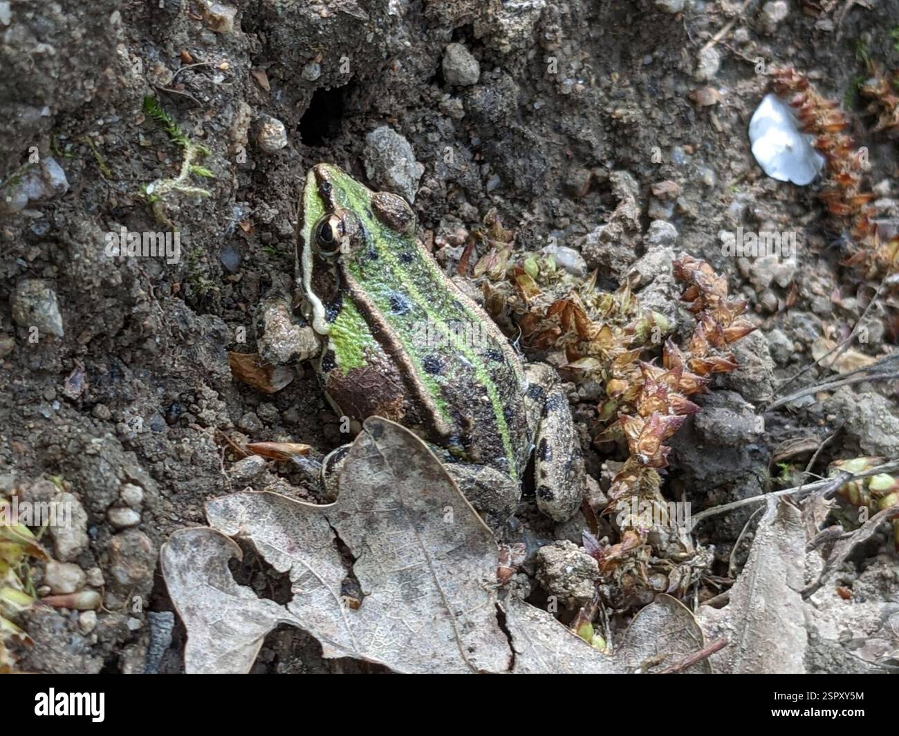 Pool frog complex and its kleptons (Pelophylax lessonae), Amphibia ...
