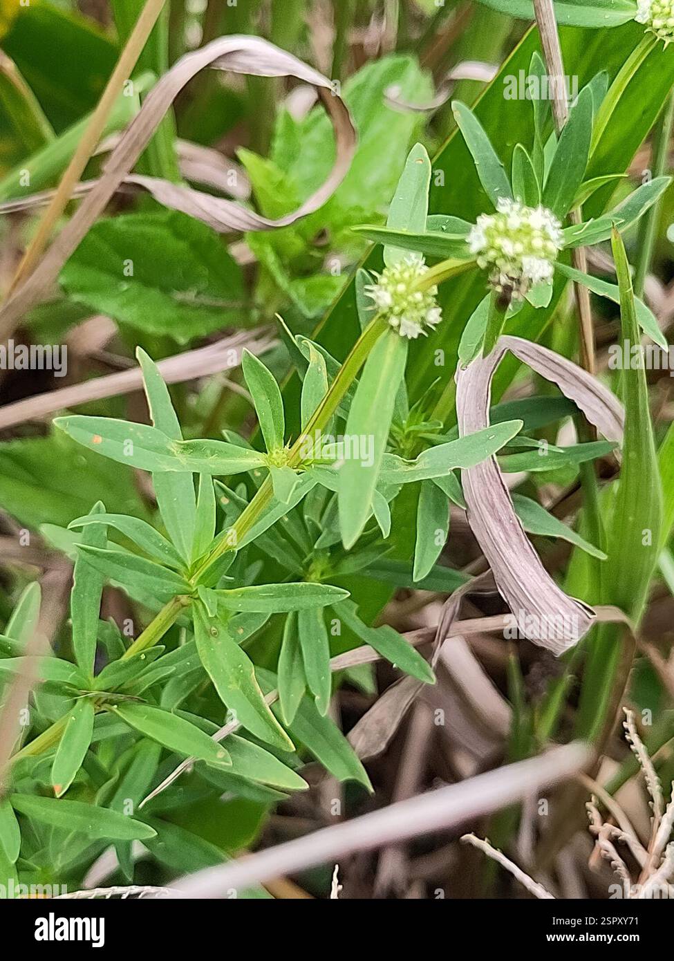 shrubby false buttonweed (Spermacoce verticillata), Plantae, FQ4W+G3C ...