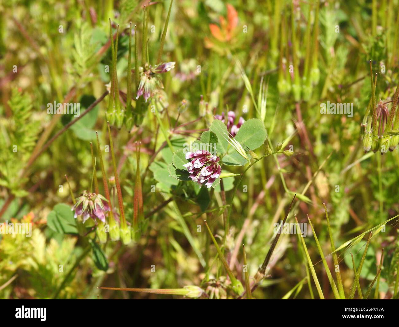 pinpoint clover (Trifolium gracilentum), Plantae, Carrizo Plain ...