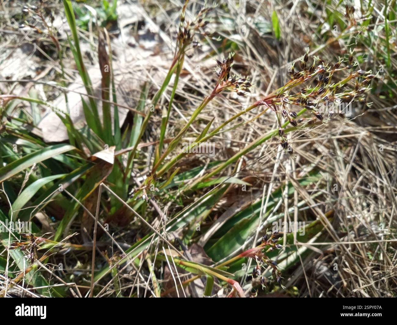 Hairy Woodrush (Luzula pilosa), Plantae, Pukhavichy, BY-MI, BY Stock ...
