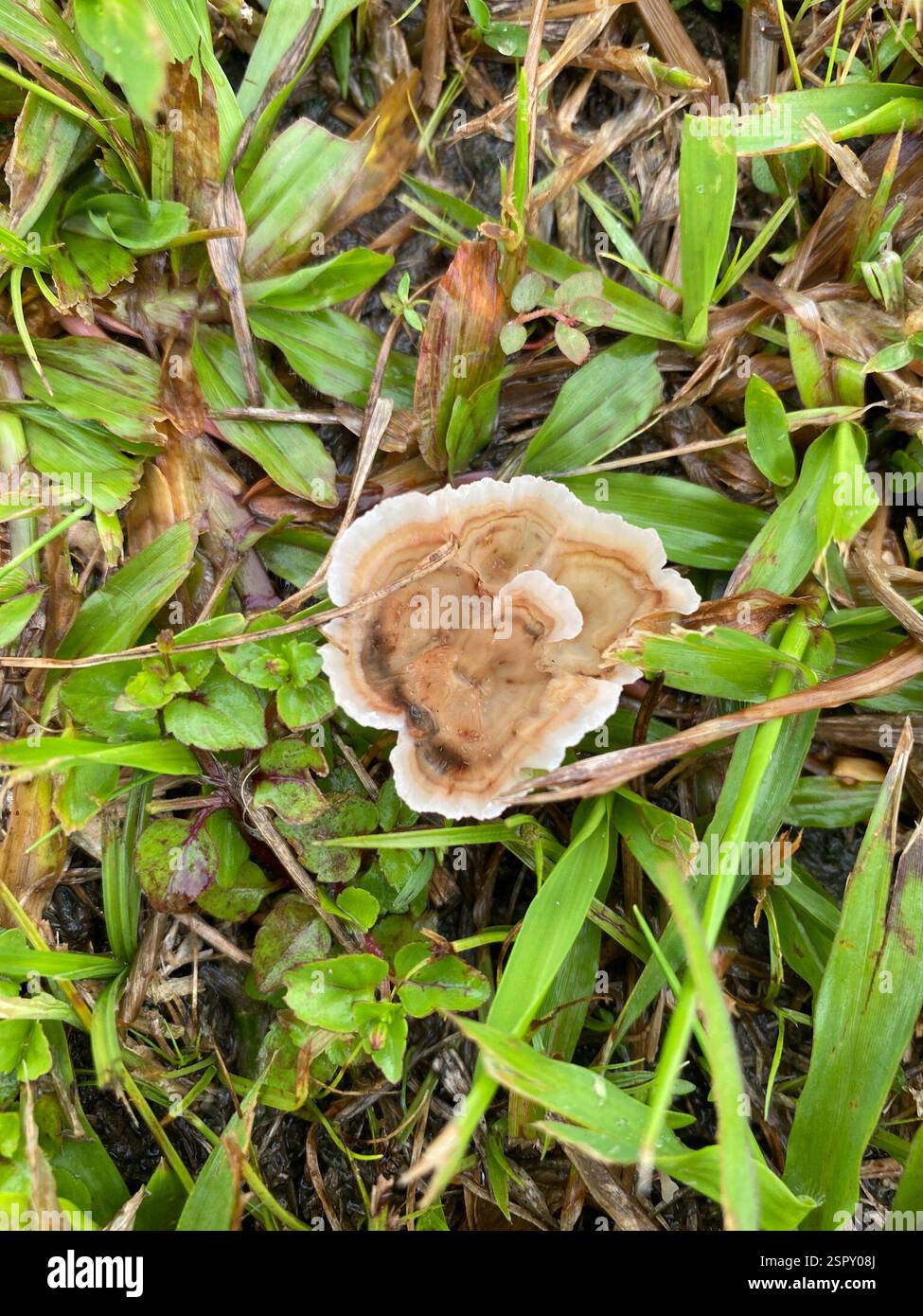 bracket fungi (Polyporaceae), Fungi, Mahaica-Berbice, GY Stock Photo ...