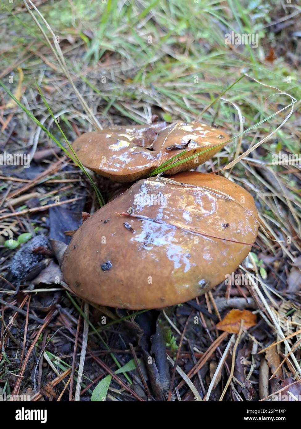Purple-veiled Slippery Jack (Suillus luteus), Fungi, Tawanui Campsite ...