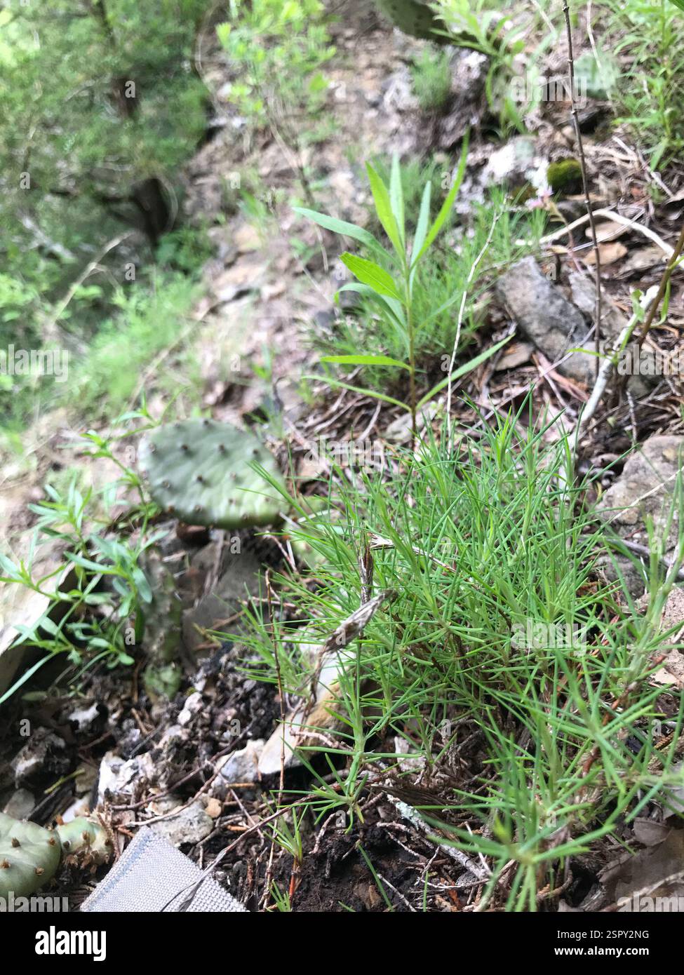 Whitlow-wort (Paronychia virginica), Plantae, Cheatham County, TN, USA ...