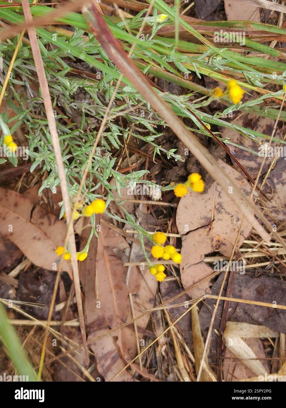Common Everlasting (Chrysocephalum apiculatum), Plantae, Bouldercombe ...
