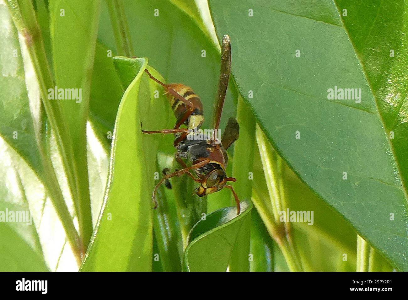 Paper Wasps (Polistinae), Insecta, Sinnamon Park, Brisbane QLD ...