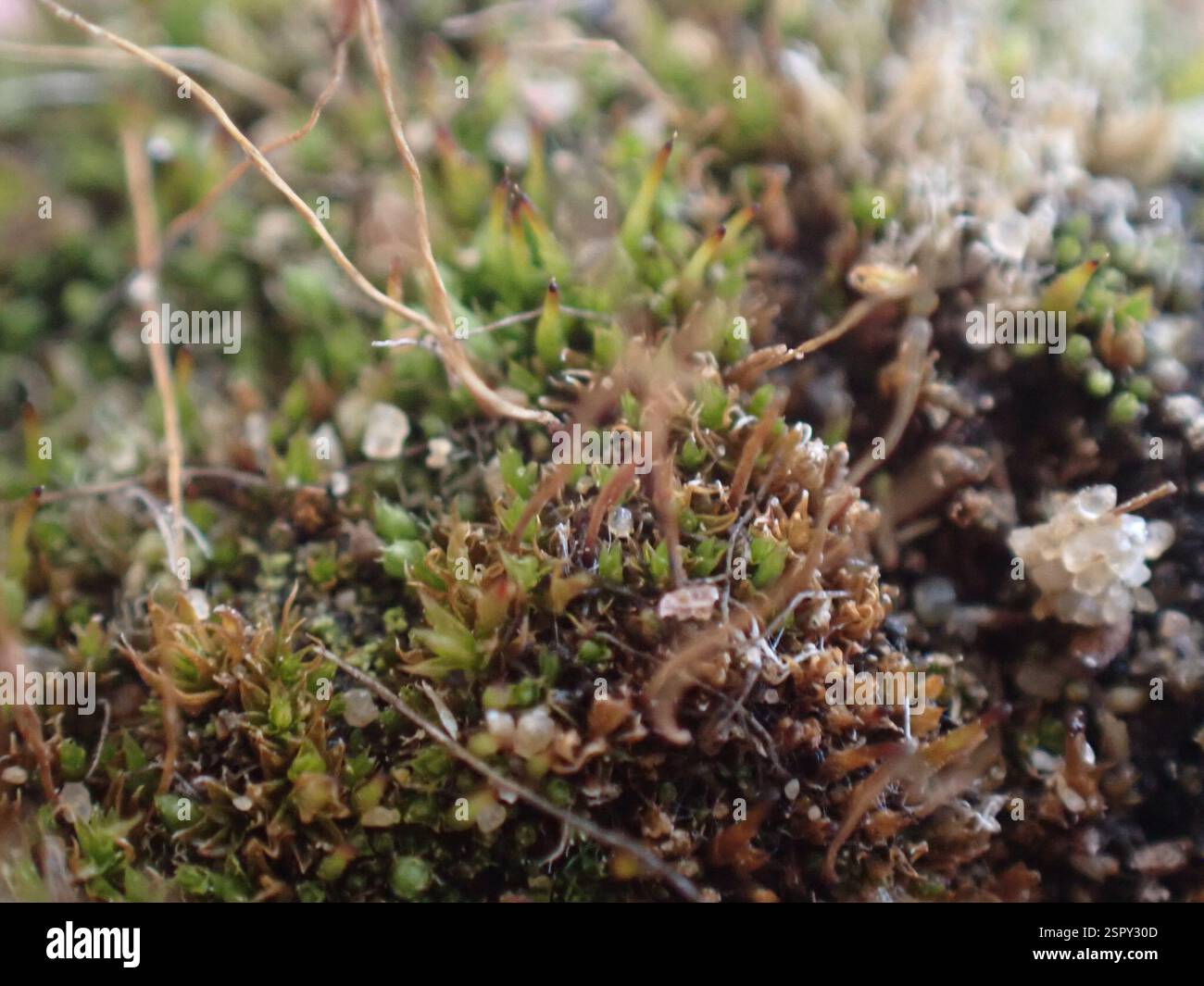 mosses (Bryophyta), Plantae, Val Marie No. 17, SK S0N, Canada, Near a ...