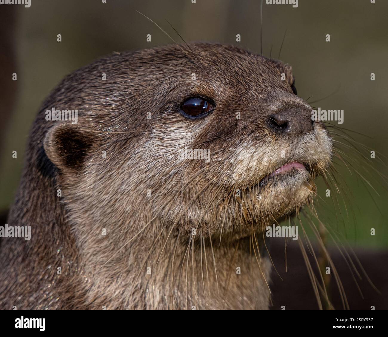 Asian Short Clawed Otter Stock Photo - Alamy