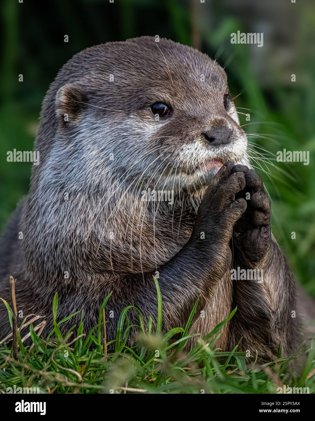 Asian Short Clawed Otter Stock Photo - Alamy