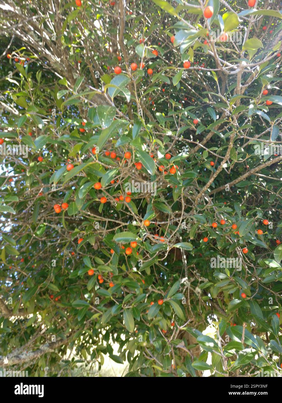 Red-fruited Olive Plum (Elaeodendron australe), Plantae, New South ...