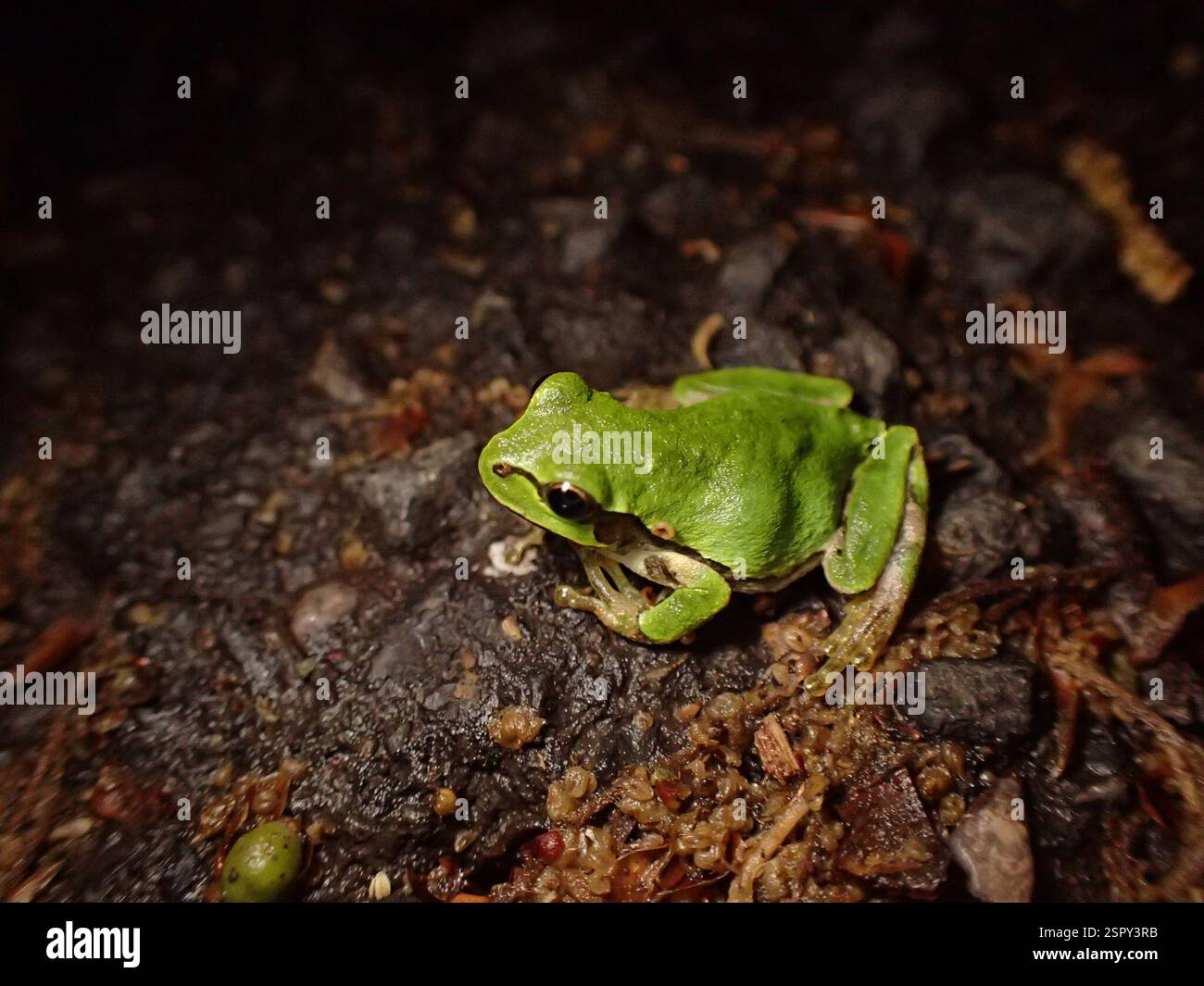 Japanese Tree Frog (Hyla japonica), Amphibia, Saitama, JP Stock Photo ...