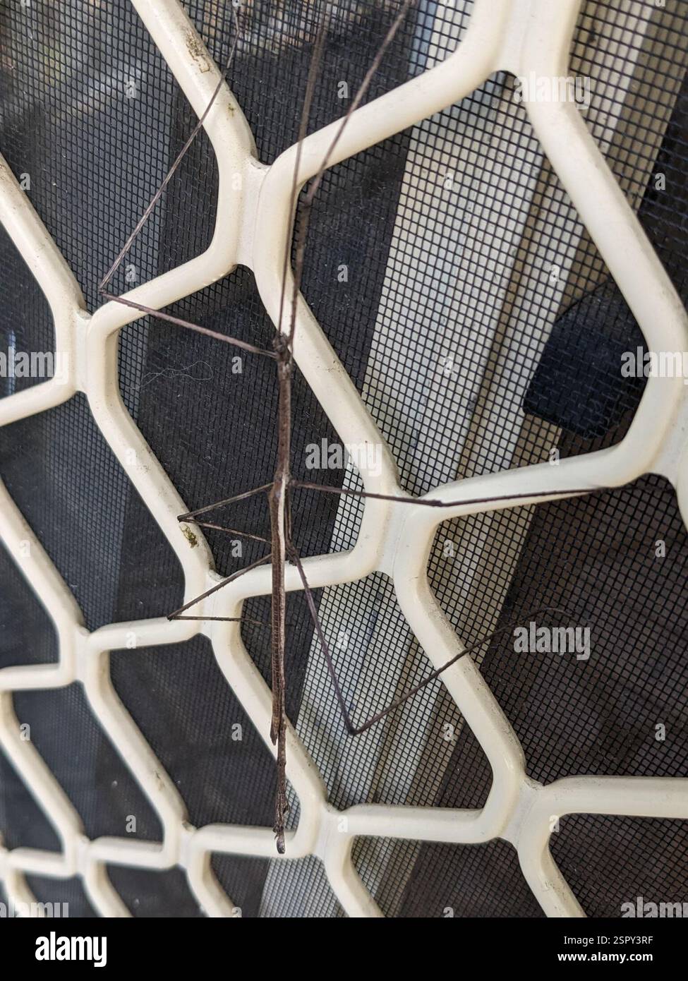 Margin-winged Stick Insect (Ctenomorpha marginipennis), Insecta ...