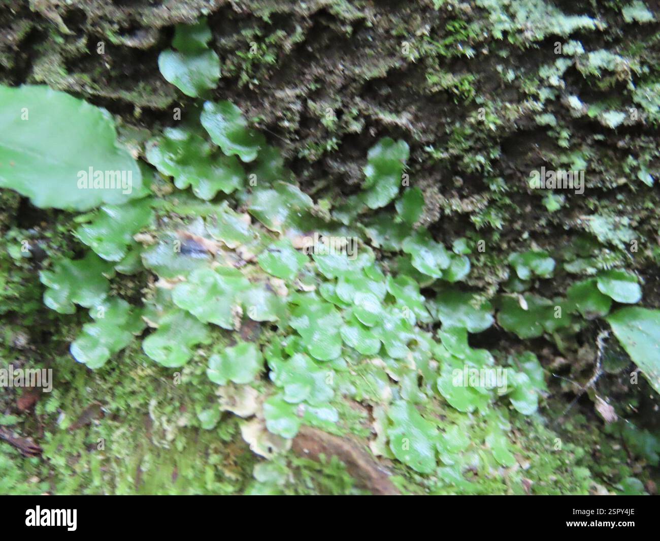 Crescent-cup liverwort (Lunularia cruciata), Plantae, 19 Thatcher ...