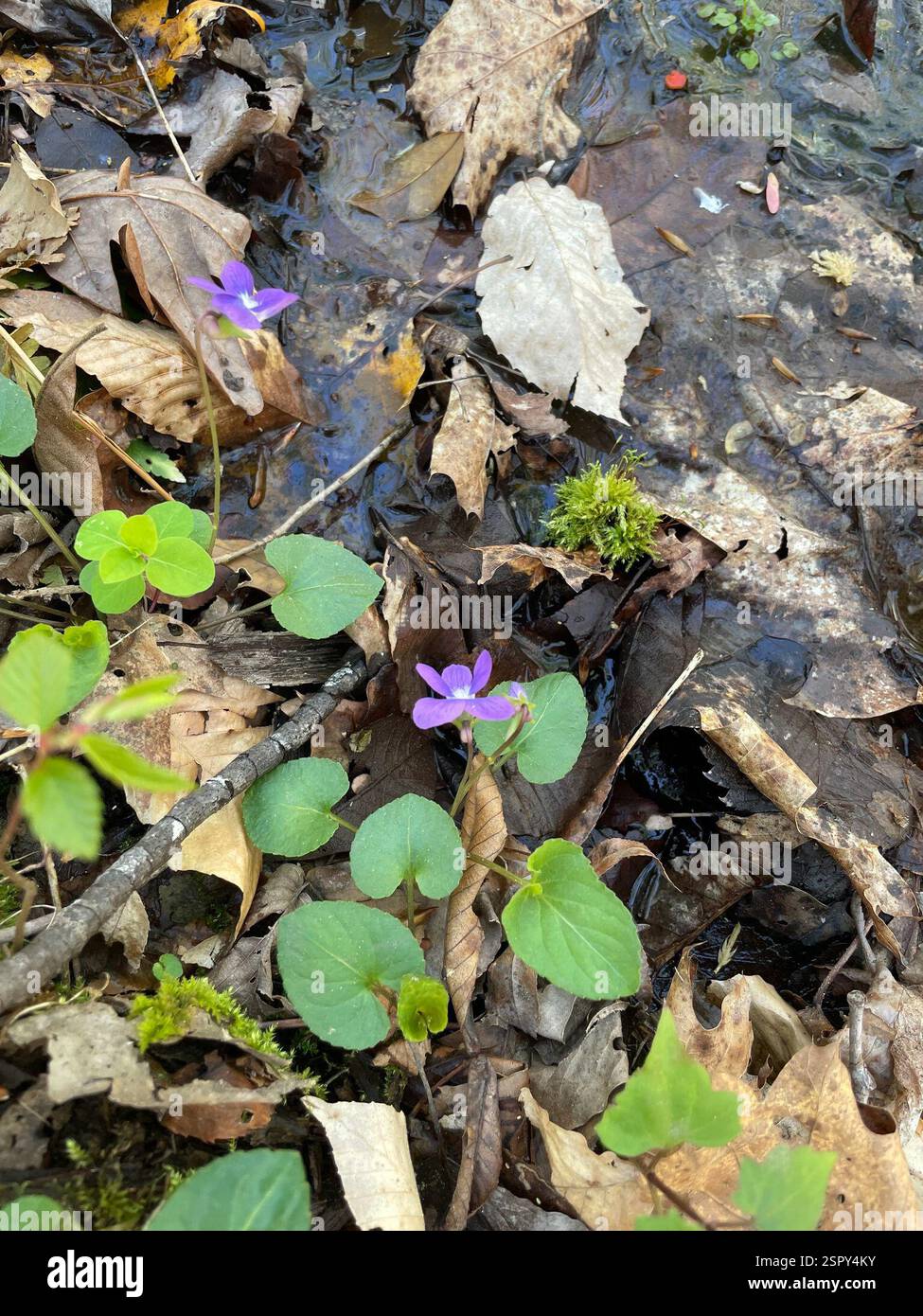 common blue violet (Viola sororia), Plantae, Uwharrie National Forest ...