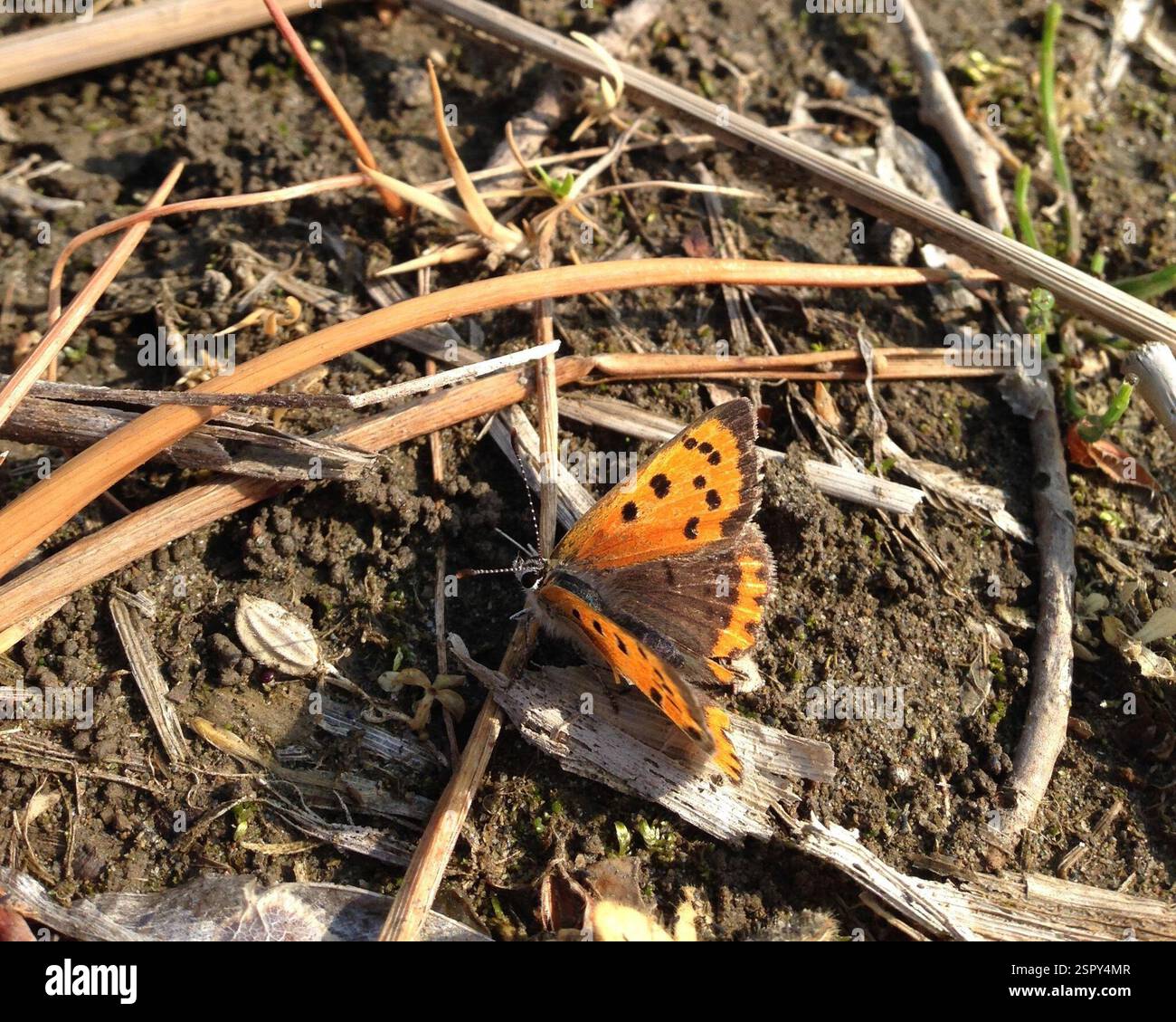 Japanese copper (Lycaena phlaeas daimio), Insecta, Japan Stock Photo ...
