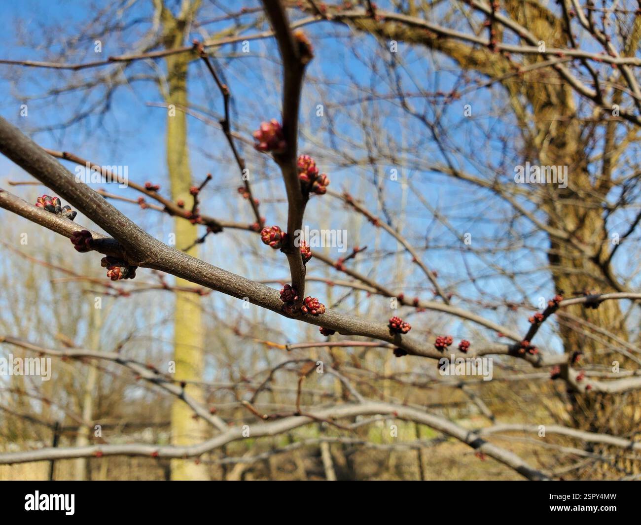 eastern redbud (Cercis canadensis), Plantae, West Ridge Nature Preserve ...