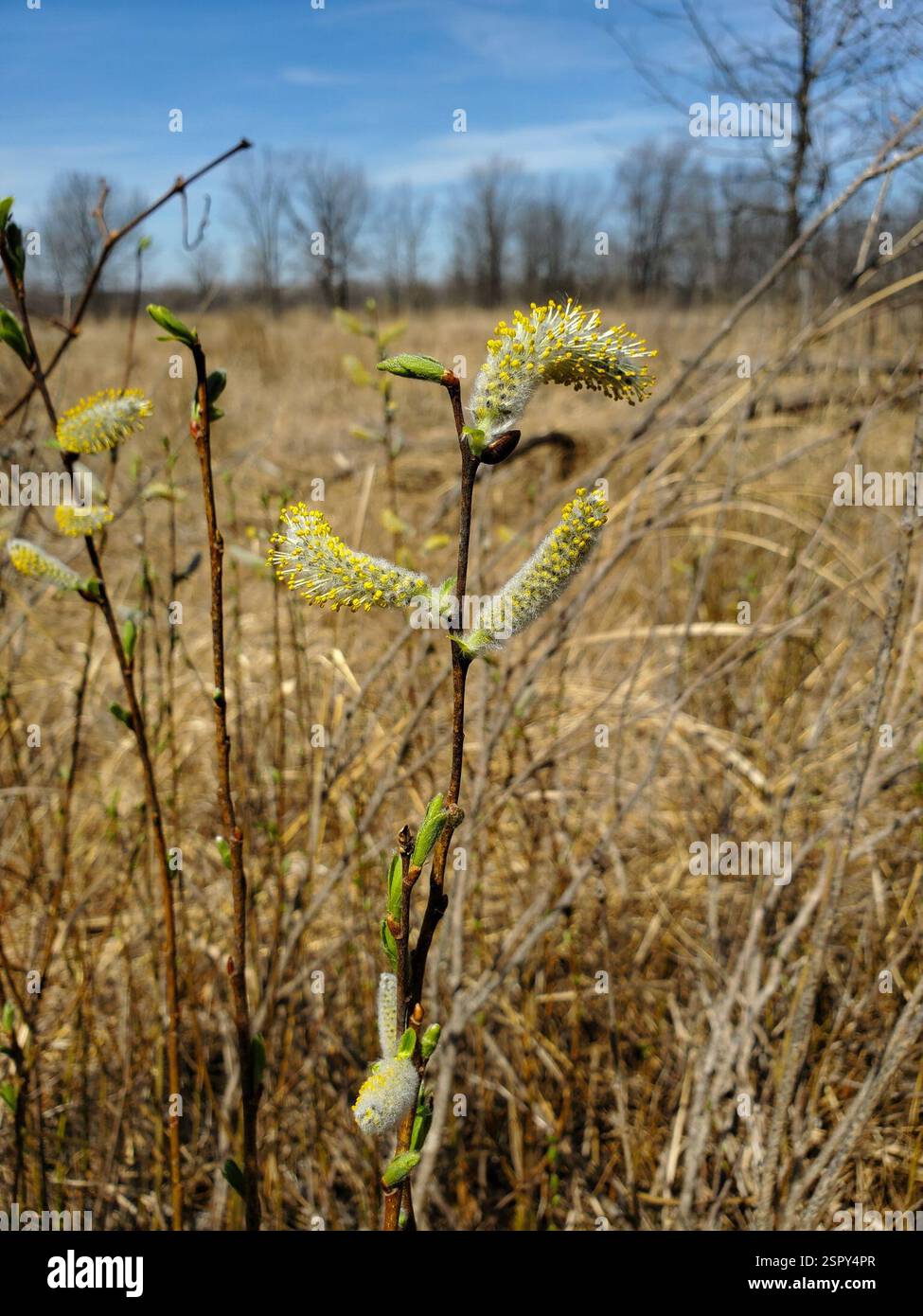Willows (Salix), Plantae, Illinois Beach State Park Nature Center Stock ...