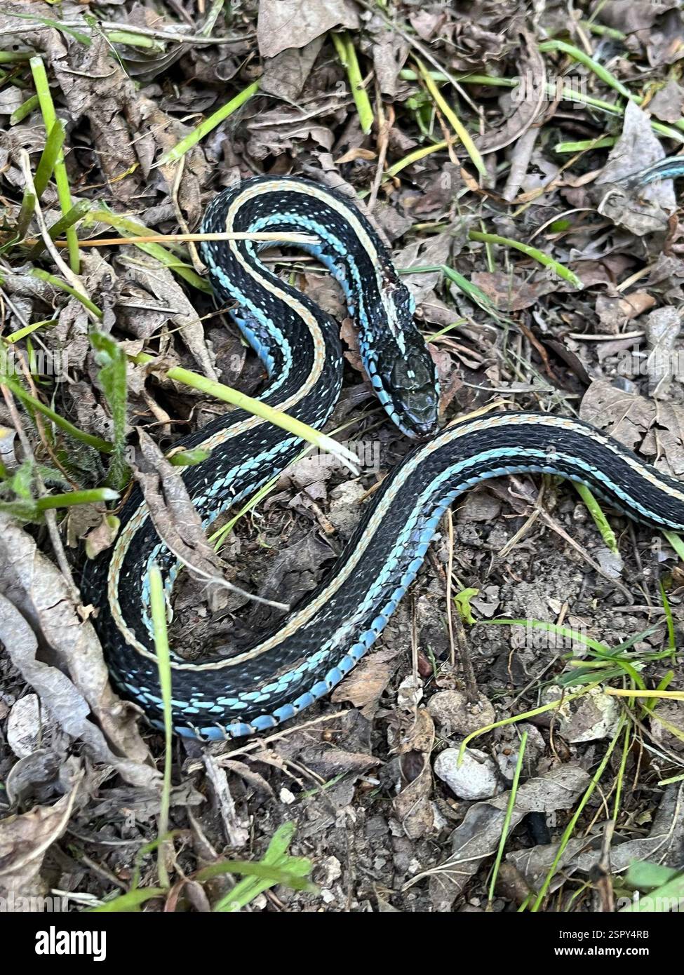 Texas Garter Snake (Thamnophis sirtalis annectens), Reptilia, Texas, US ...