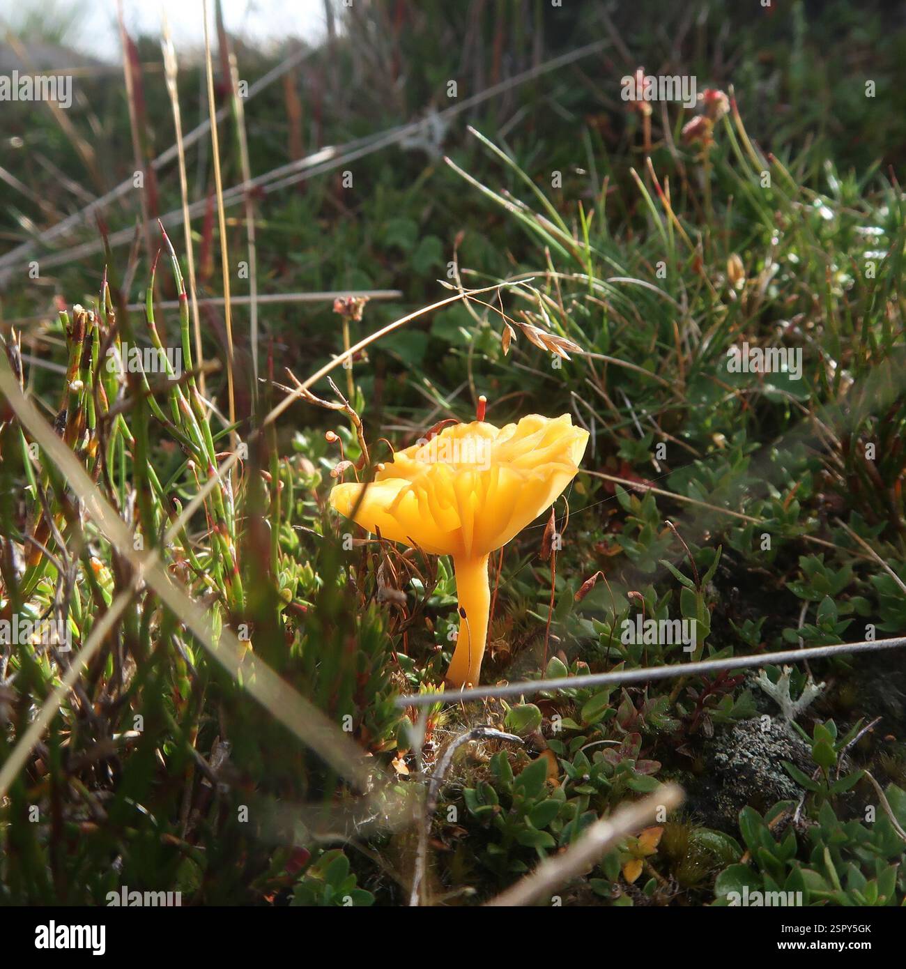 Yellow Navel (Lichenomphalia chromacea), Fungi, Lake Mackenzie, Central ...
