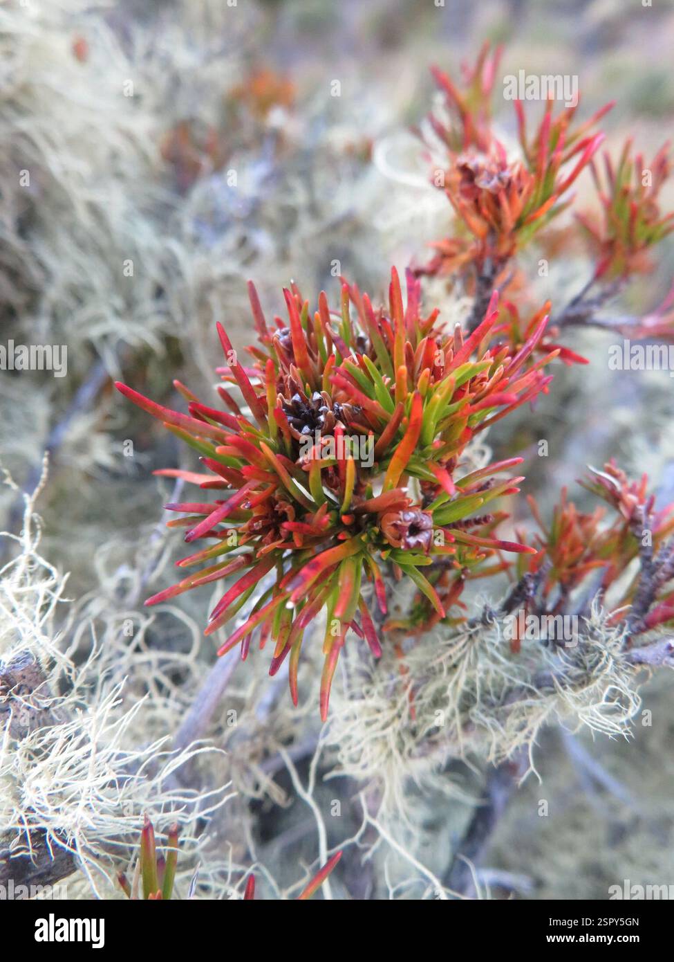 Dracophyllum hut hi-res stock photography and images - Alamy
