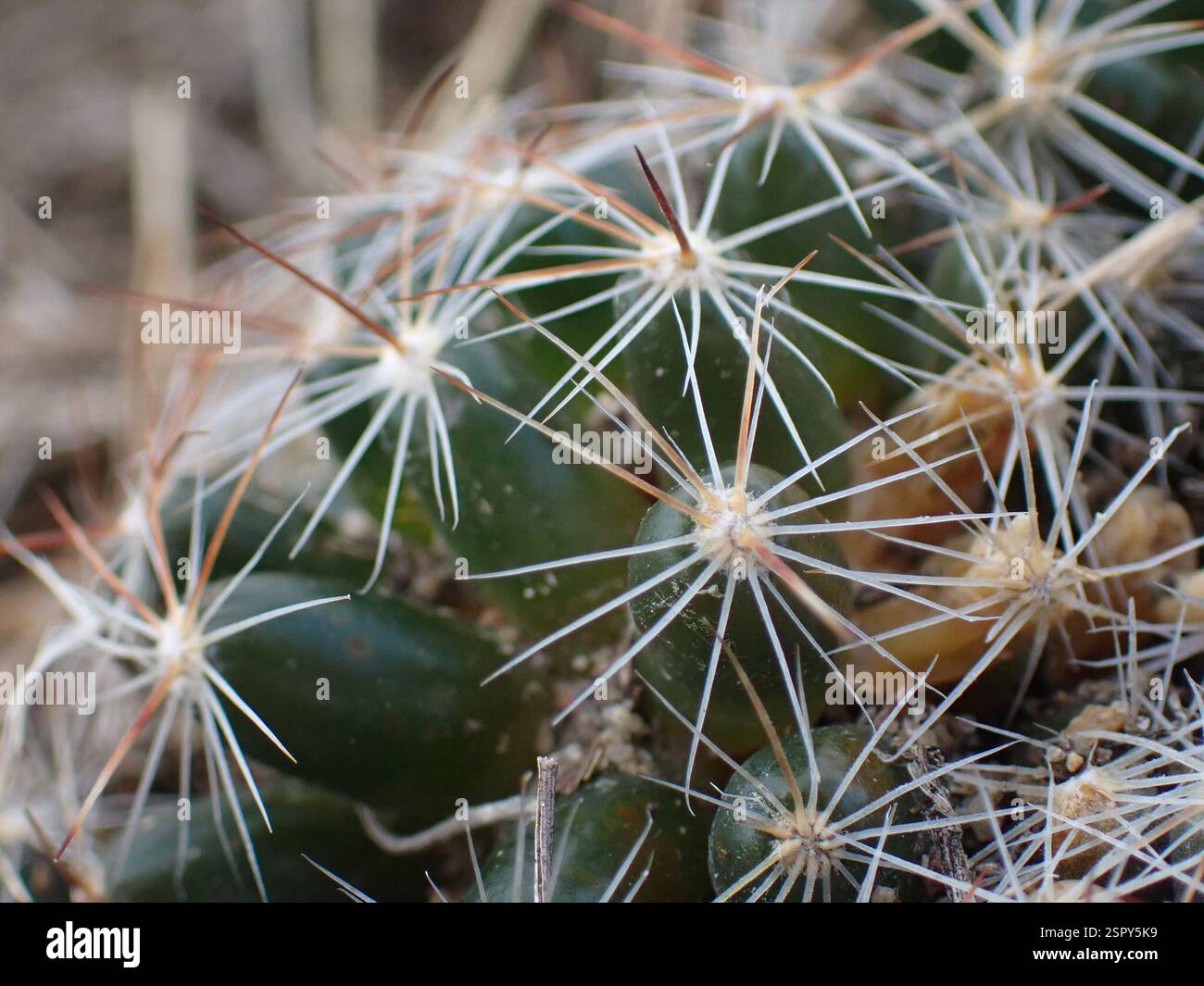 Spinystar (Escobaria vivipara), Plantae, Division No. 4, Saskatchewan ...