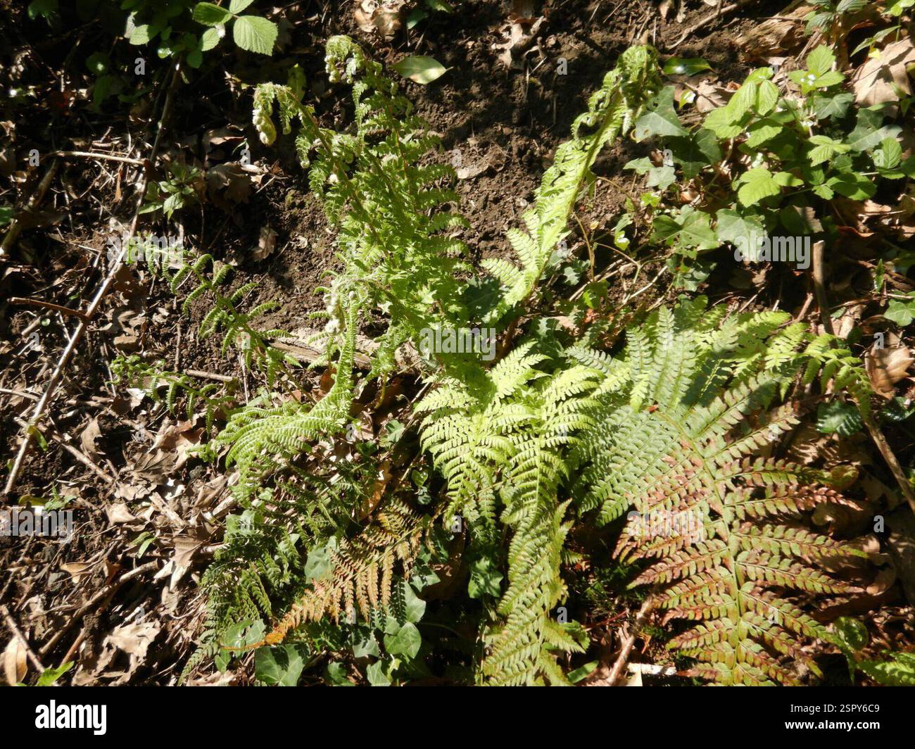 soft shield fern (Polystichum setiferum), Plantae, Halton, England ...