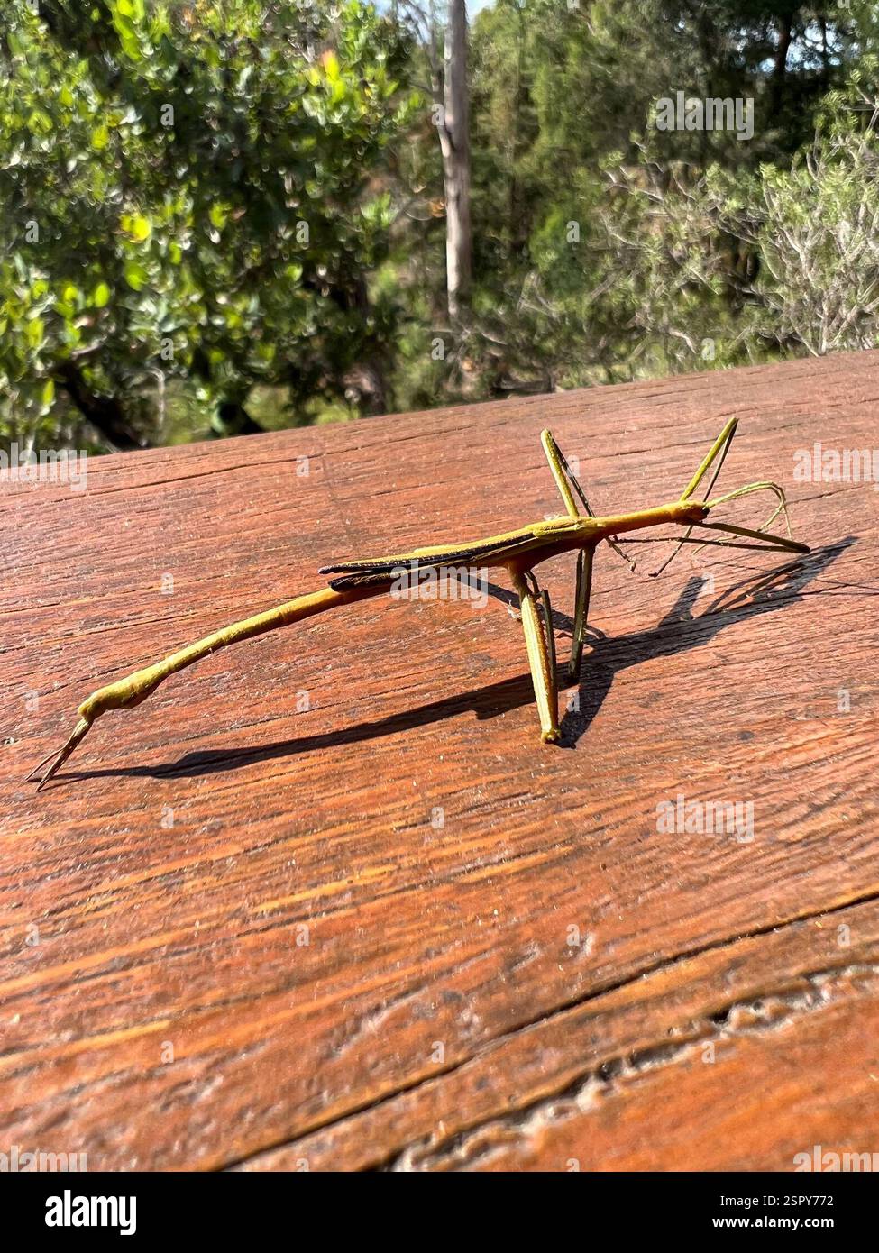 Spur Legged Phasmid (Didymuria violescens), Insecta, Mount Simpson Trl ...