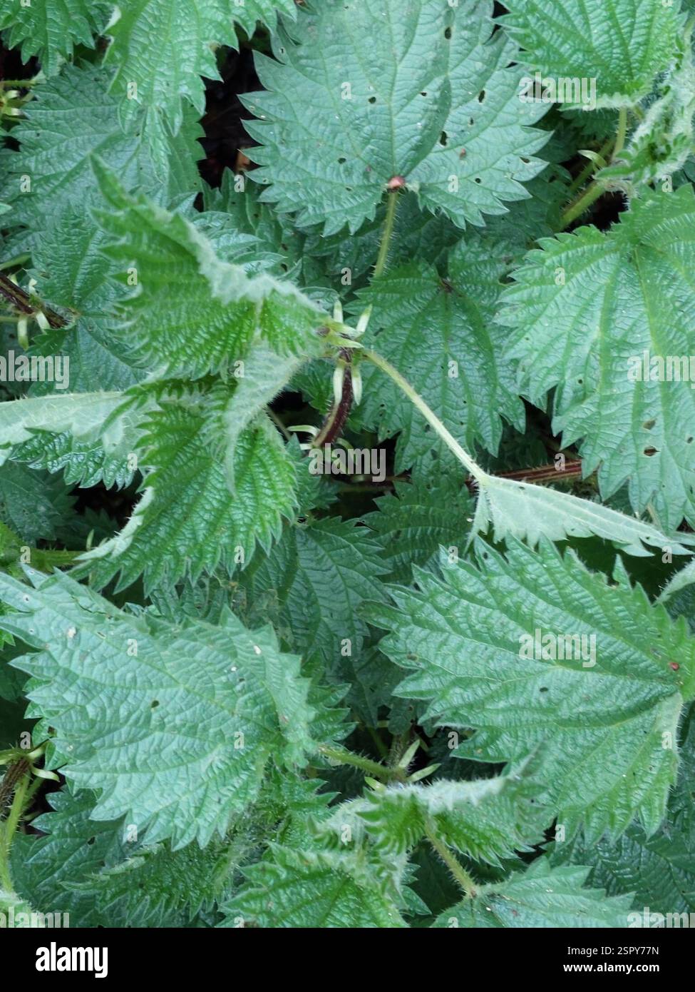 great stinging nettle (Urtica dioica), Plantae, Derby DE22, UK Stock ...
