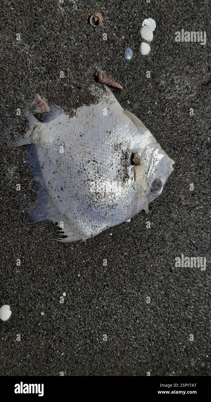 Spotted Sicklefish (Drepane punctata), Actinopterygii, Pantai Tirang ...