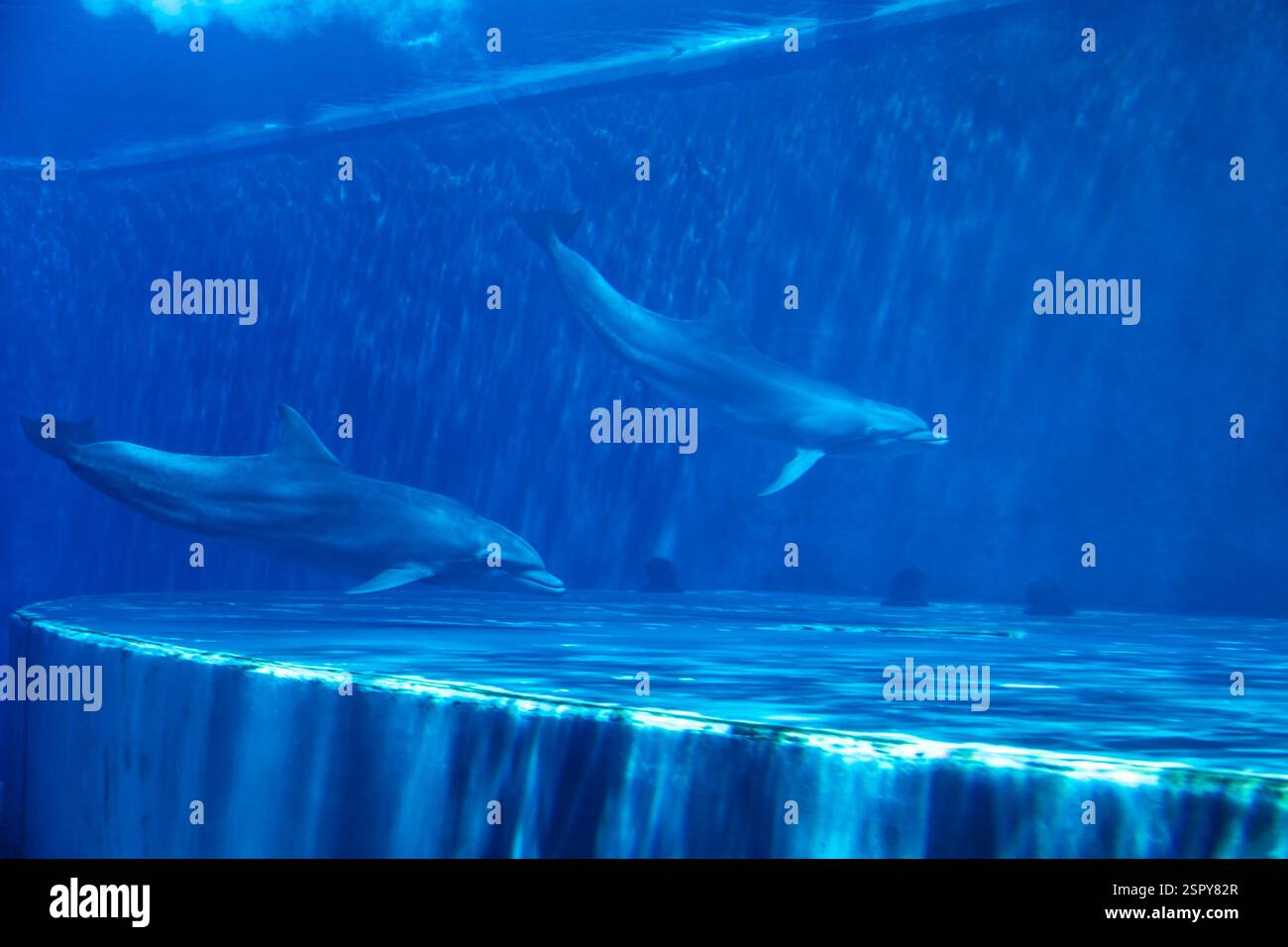 Dolphins swimming in pool hi-res stock photography and images - Alamy