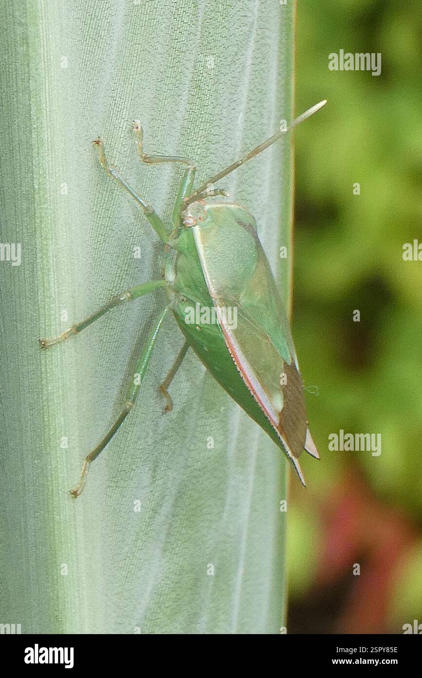 Lychee Stink Bug (Lyramorpha rosea), Insecta, 18th Ave, Brisbane ...