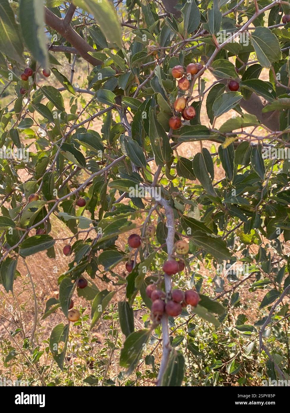buffalo-thorn (Ziziphus mucronata), Plantae, Vergenoeg, Pietersburg, LP ...
