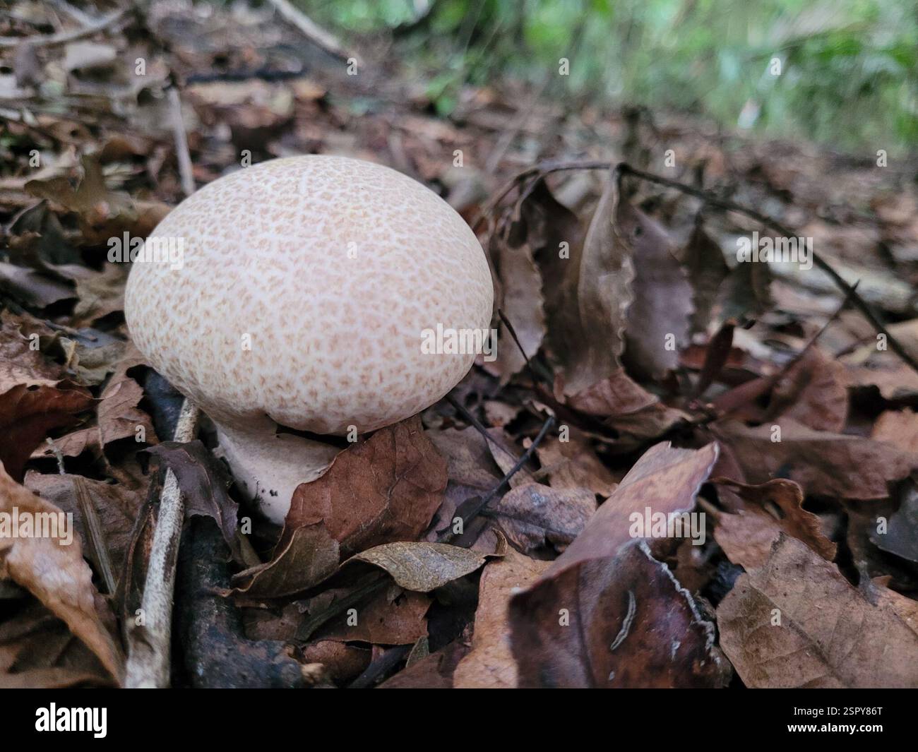 puffballs (Lycoperdaceae), Fungi, Omata, New Zealand Stock Photo - Alamy