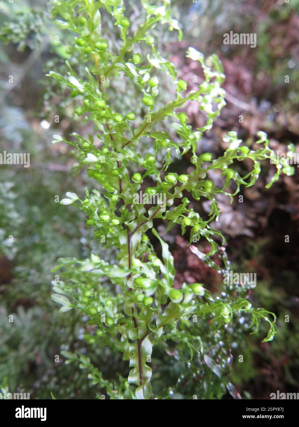 Wavy Filmy Fern (Hymenophyllum flexuosum), Plantae, Lake Matheson Stock ...