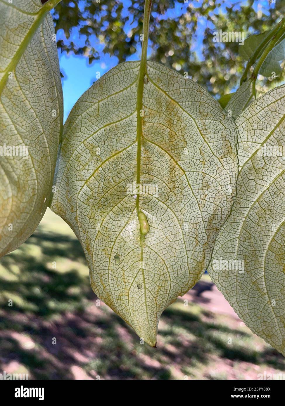 Poplar Leaf-stem Gall Aphids (Pemphigus), Insecta, McKenzie Park ...