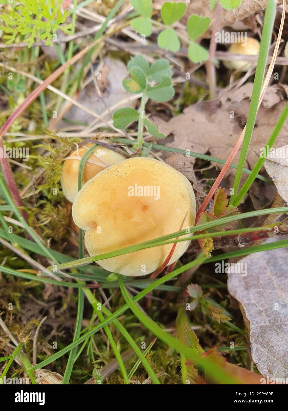 Sulphur Tuft (Hypholoma fasciculare), Fungi, Mangotsfield Rural ...