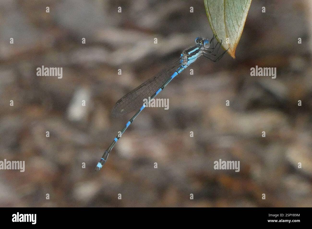 Leda block hi-res stock photography and images - Alamy