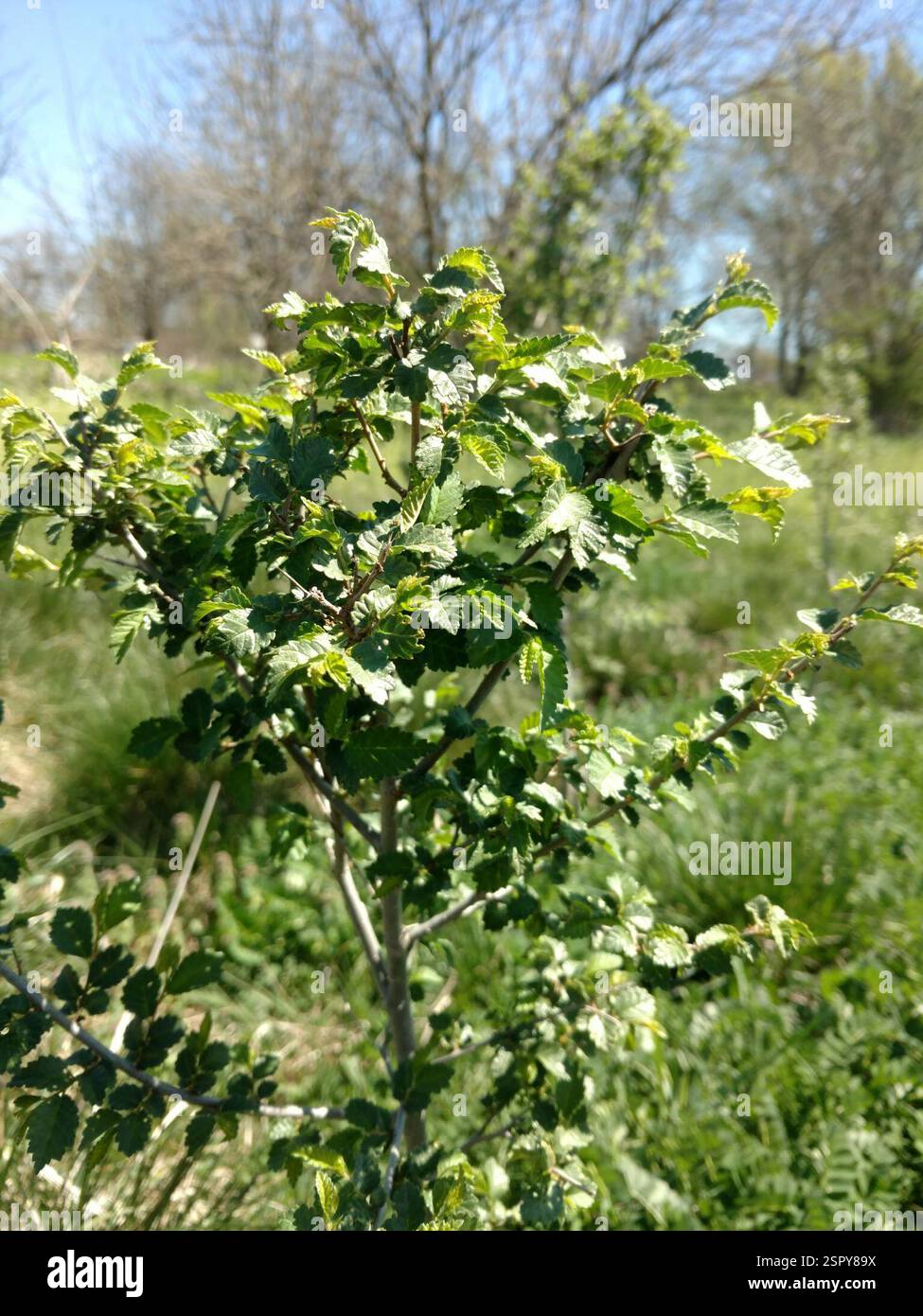Siberian elm (Ulmus pumila), Plantae, Harrisonburg, VA, USA Stock Photo ...